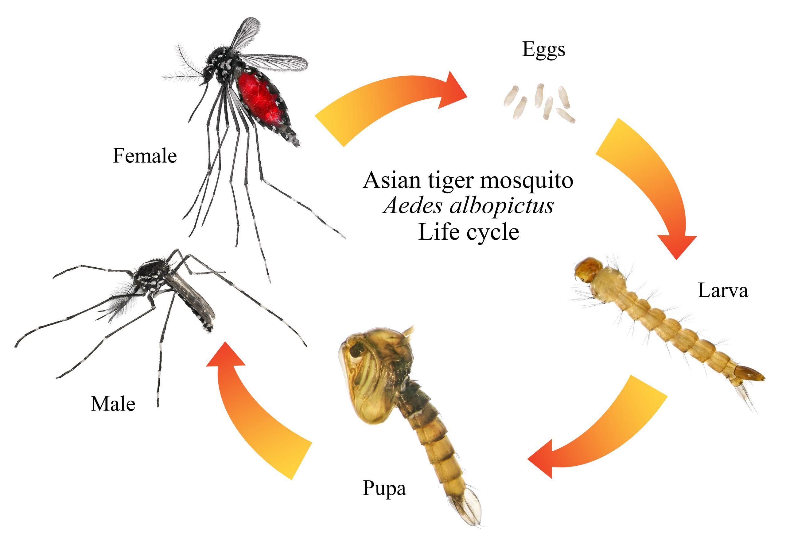 Gong Dewata Pest Control